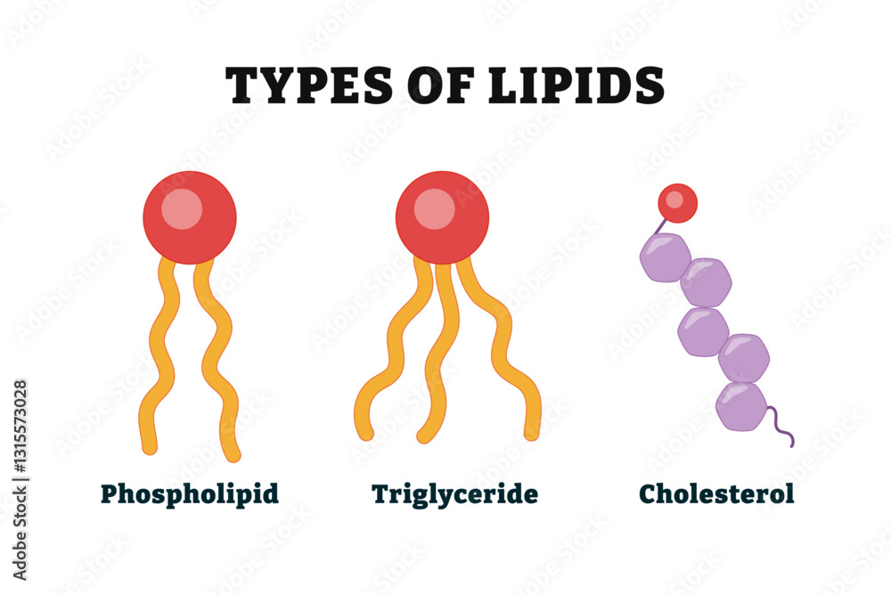 Different types of lipid types diagram. Medical illustration vector. Labeled Phospholipid ...