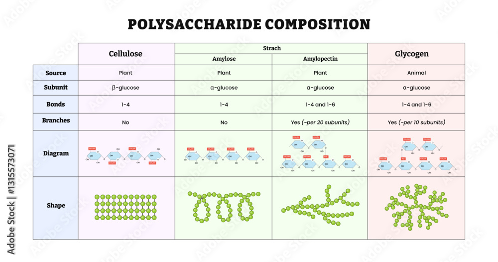 Polysaccharide composition diagram template with detail description table. Labeled cellulose ...