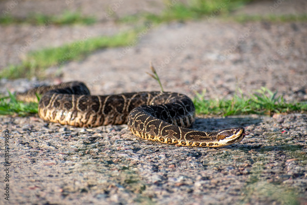 Bothrops alternatus, commonly called yarara, a highly venomous pit ...