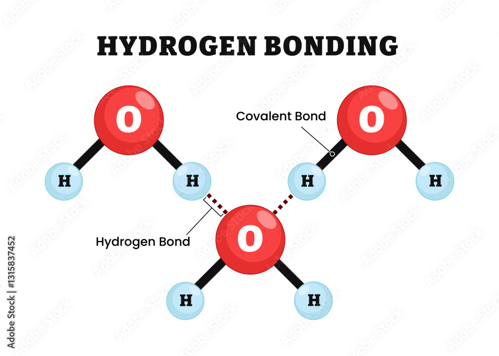 Hydrogen bonding chemical, H-bond on water molecule, labeled Dipol-dipol force of attraction ...