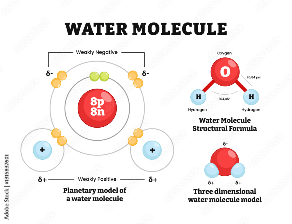 Water molecule structure diagram vector illustration. Hydrogen and ...