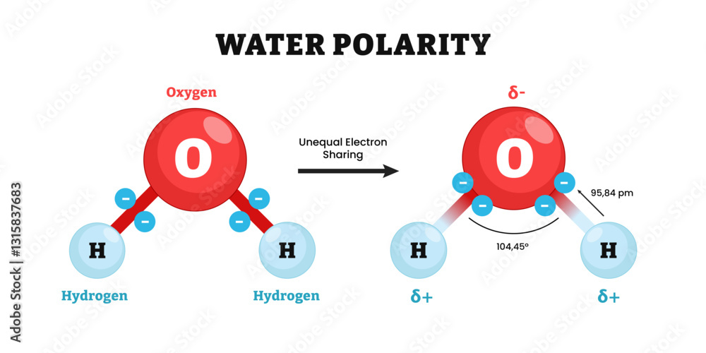 Water polarity structure. Hydrogen bonding chemical, H-bond on water ...