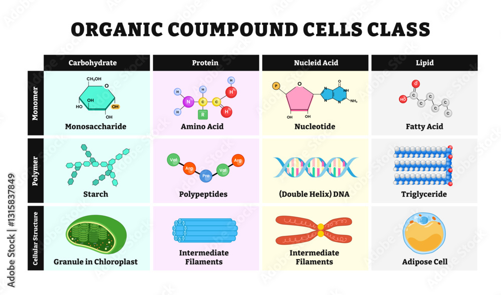 Organic compound cell class table diagram vector illustration. Labeled ...