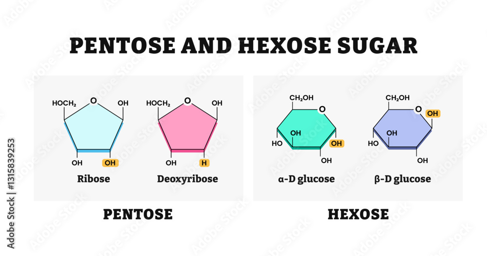 Pentose and hexose sugar molecule form chain diagram formula vector ...