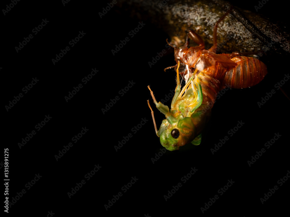 Cicadas Emergence at night. Beautiful Cicada is transforming | Western ...