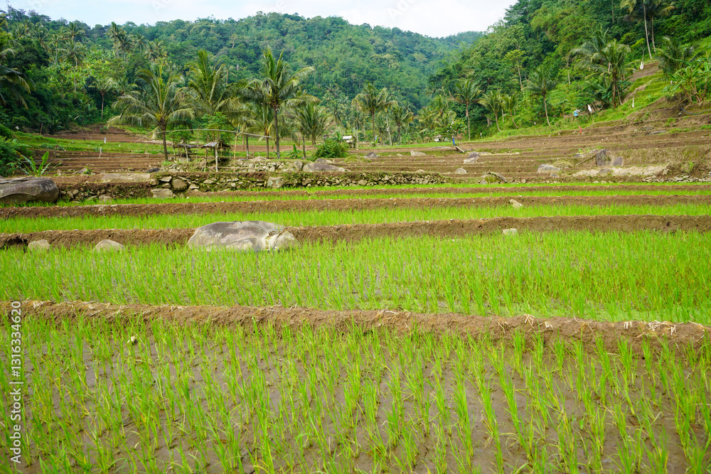 Subak is the water management (irrigation) system for the paddy fields ...