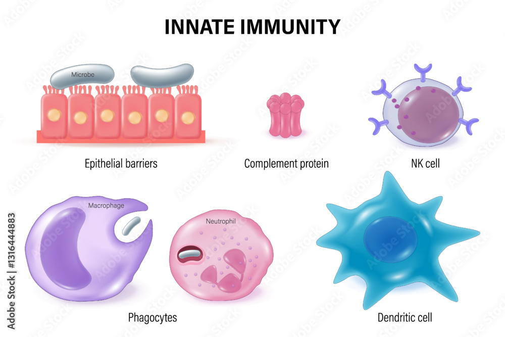 Innate immunity. The Immune System. Immune response. Epithelial, Complement protein, NK cell ...