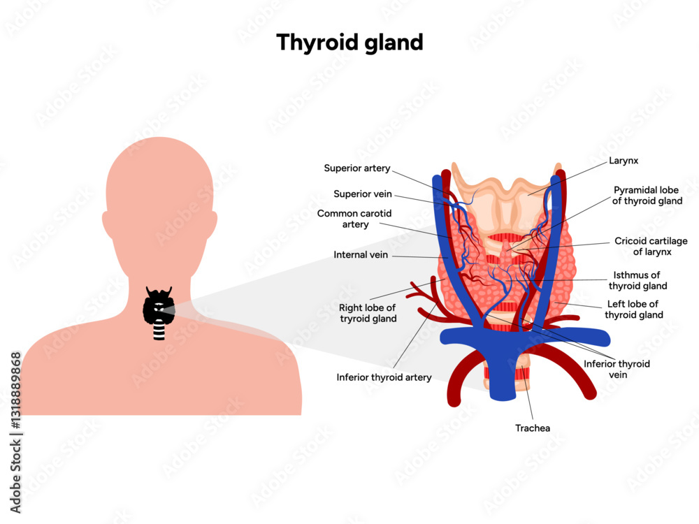 Thyroid gland: Medical anatomy and hormones. Veins and arteries ...