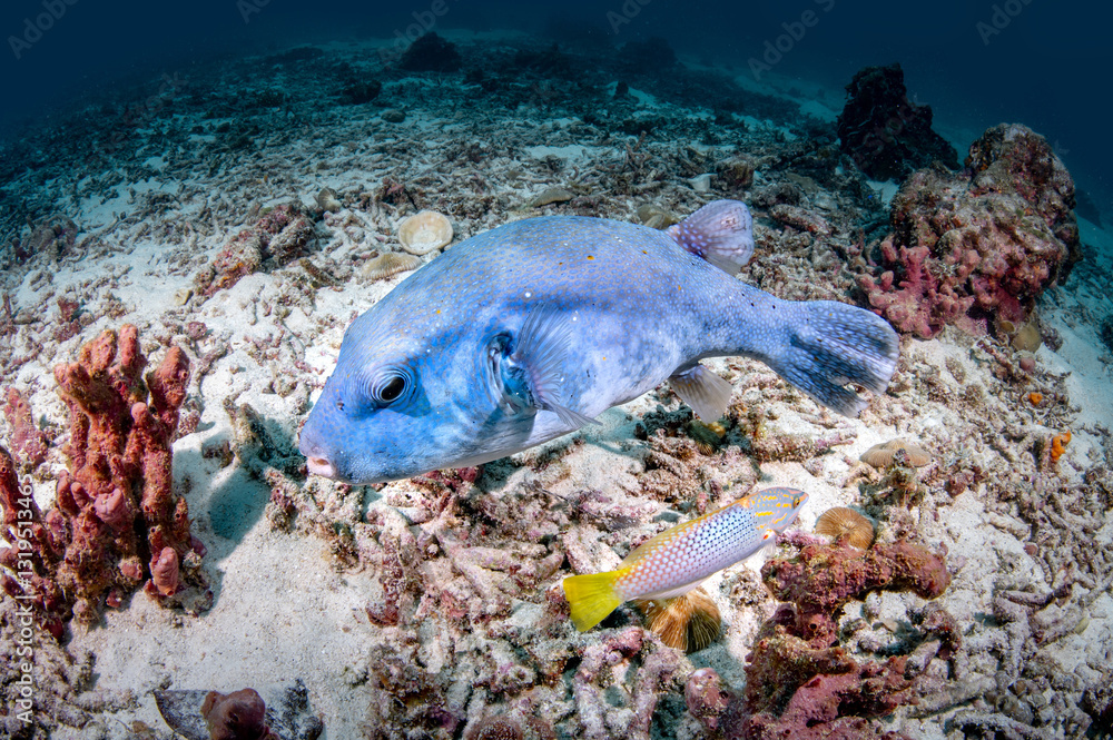 Giant blue puffer fish or starry pufferfish (Arothron stellatus) at ...