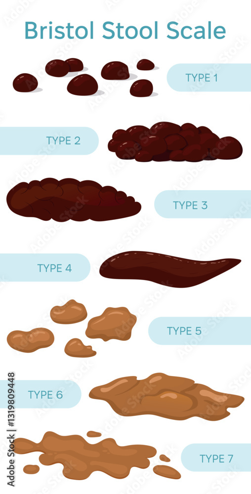 Human Stool types vector illustration. Bristol Stool Scale from ...