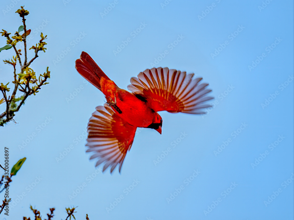 Northern Cardinal (Cardinalis cardinalis) in mid-flight with its wings ...