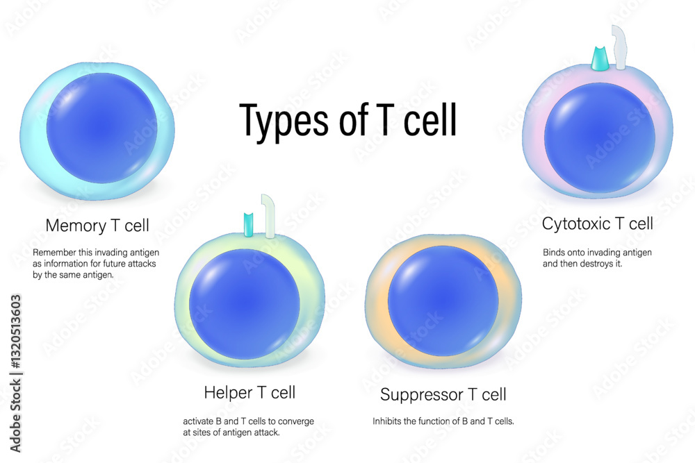 Types of T cell. T lymphocytes. Memory, helper, suppressor and ...