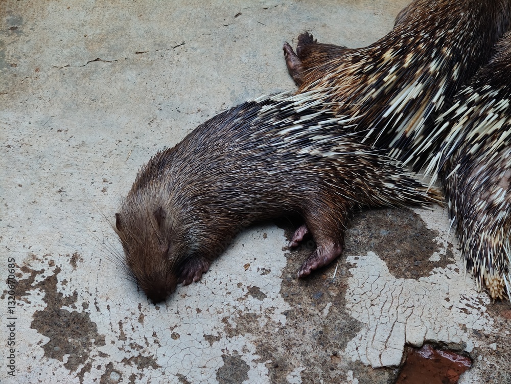 Hedgehog fur functions to protect the hedgehog's body from hot and cold ...