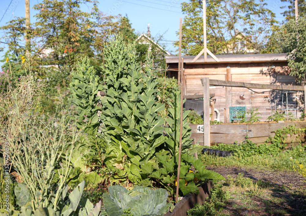 Lush overgrown garden. Focus on very tall lettuce plants bolted growing ...