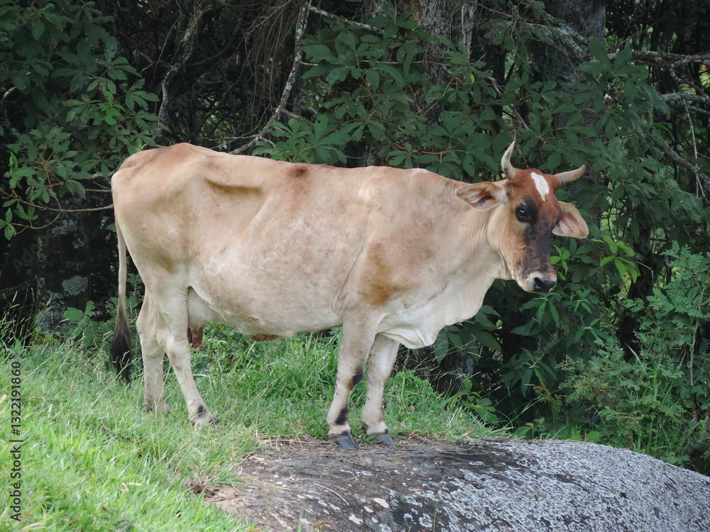 Jamaica Hope ou Jersey-Zebu é uma raça de gado leiteiro originária da ...
