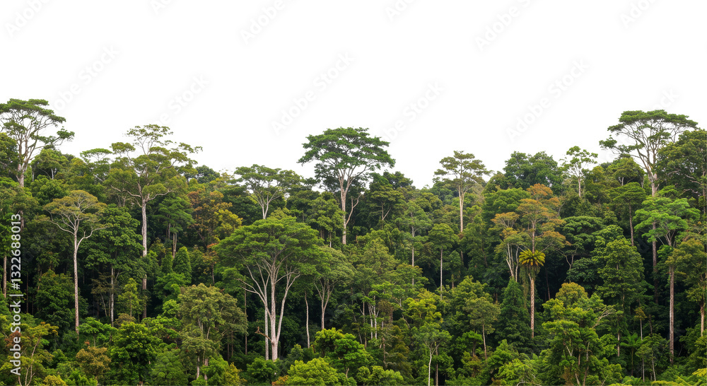 Amazon rainforest, landscape, PNG, rainforest trees, lush greenery ...