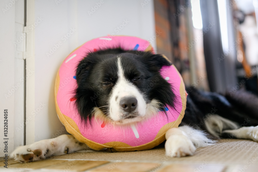 Sleeping Border Collie dog wears after surgery inflatable donut collar ...