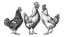 Chickens Vintage Illustration Free Stock Photo - Public Domain Pictures