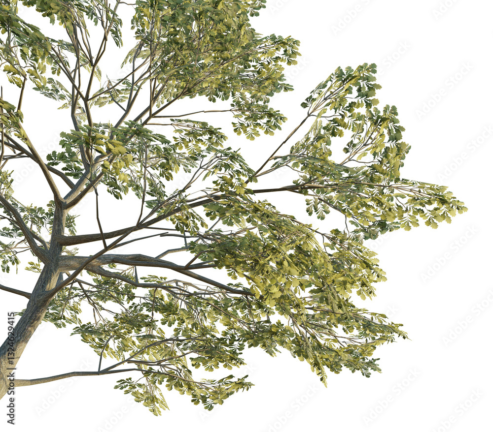 Quercus robur tree corner 4k png cutout transparent background isolate ...