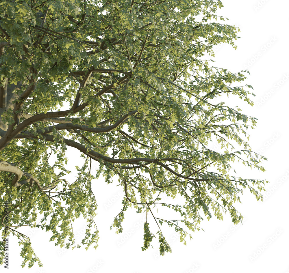 Fagus sylvatica tree corner 4k png cutout transparent background Stock ...