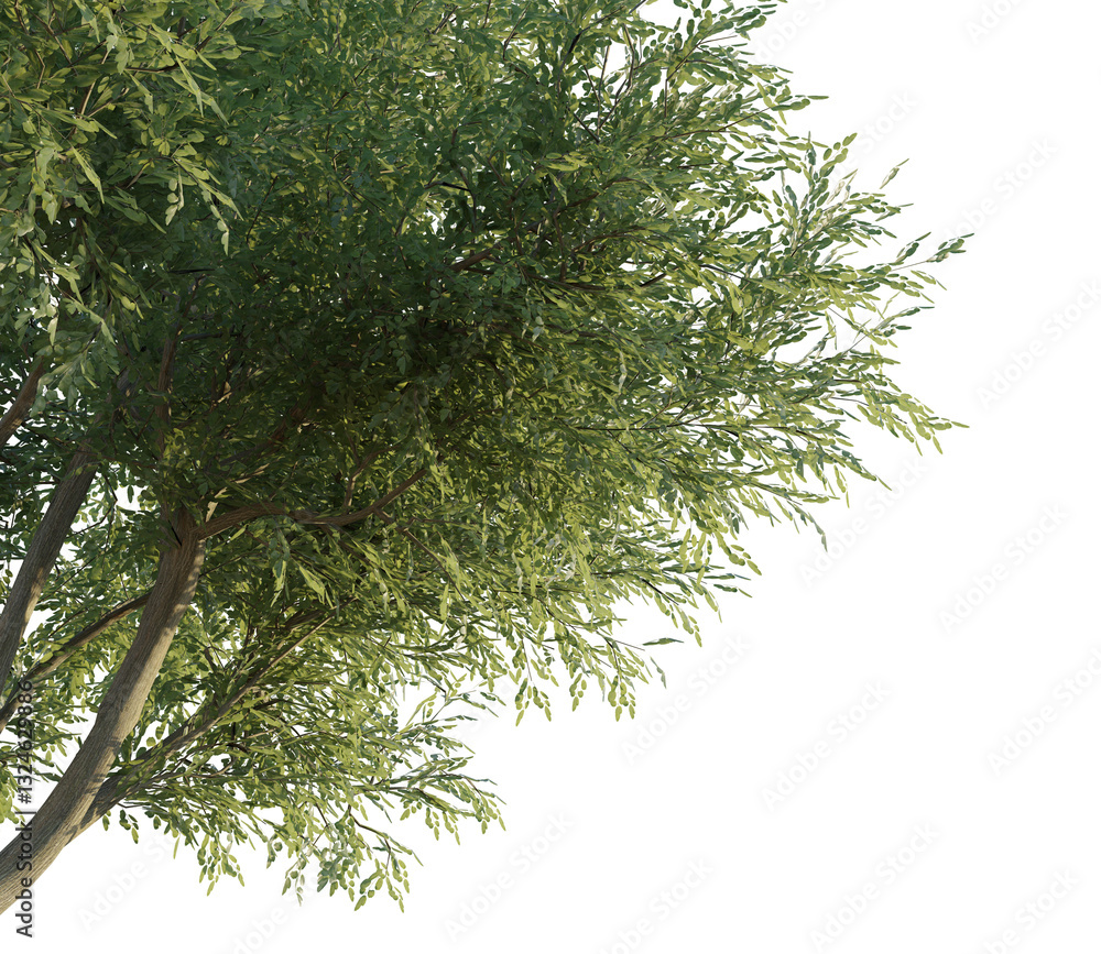 Quercus agrifolia tree corner 4k png cutout transparent background ...