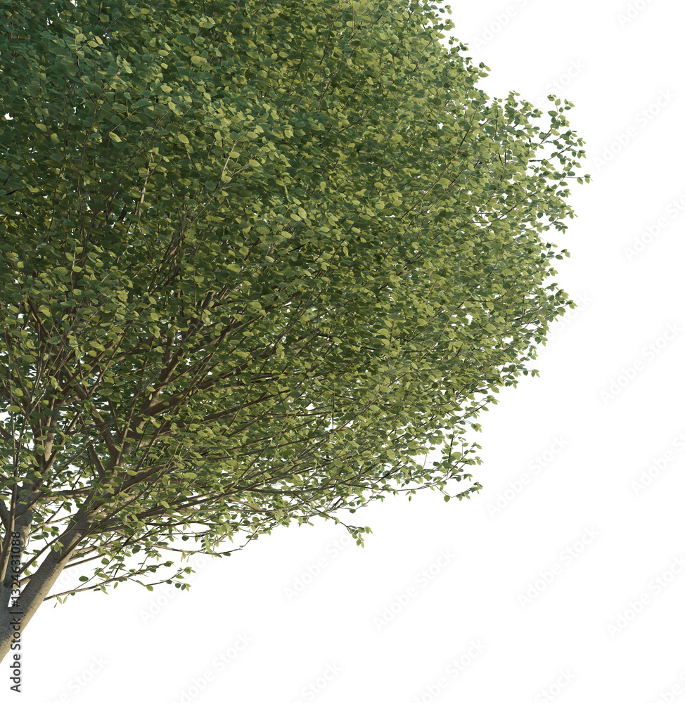 Carpinus betulus tree corner 4k png cutout transparent background ...