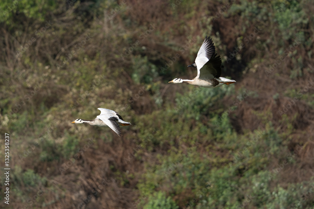 Pair Bar-headed goose (Anser indicus) on a meadow. world's highest ...