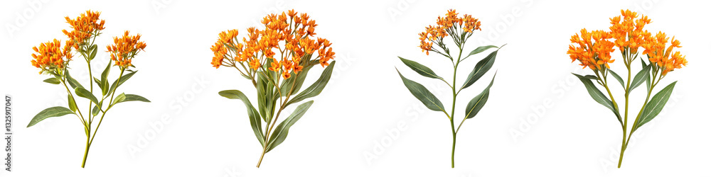 Butterfly weed flower isolated on transparent background, PNG, Set of ...