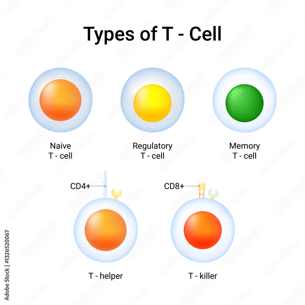 Types of T Cell Naive Regulatory Memory Helper and Killer Stock Vector ...