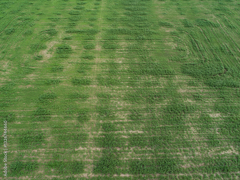 Green crop texture growing in farm paddock Stock Photo | Adobe Stock