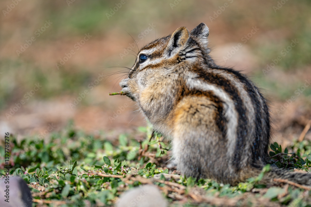 The least chipmunk (Neotamias minimus) is the smallest species of ...
