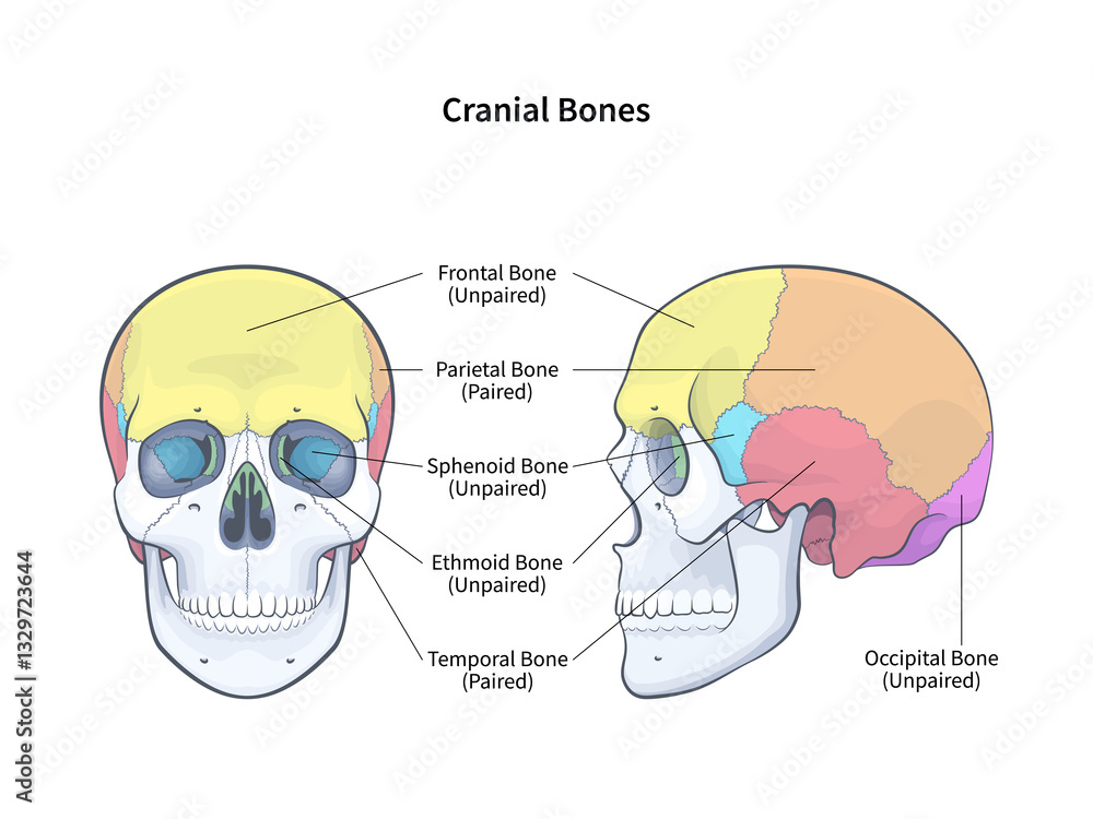 Cranial bones with side and front view of human skull outline diagram. Skeletal anatomy with ...