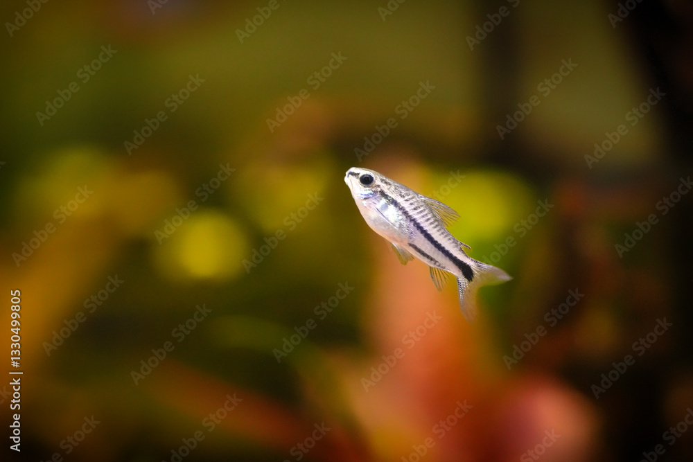 Corydoras pygmaeus, blackbanded corydoras dwarf armored catfish ...