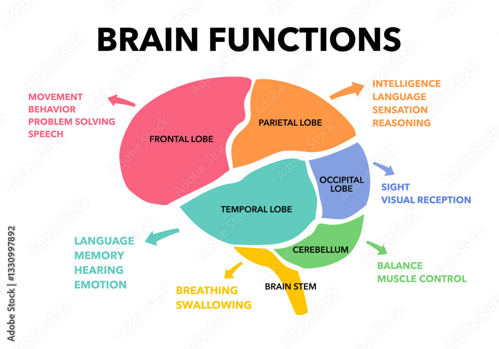 Brain sections and organ part functions in labeled anatomical outline ...