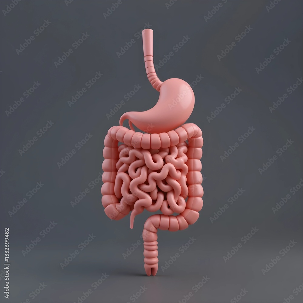 Ilustración de Stock Digestive System Illustration: A detailed ...