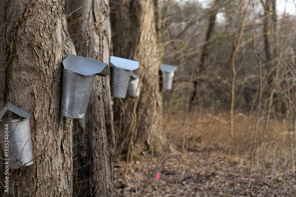 line of sugar maple trees with buckets hanging from sap taps Stock ...