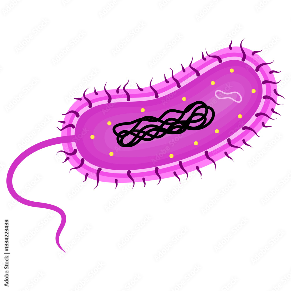 Structure of Bacterial cell vector illustration Stock Vector | Adobe Stock