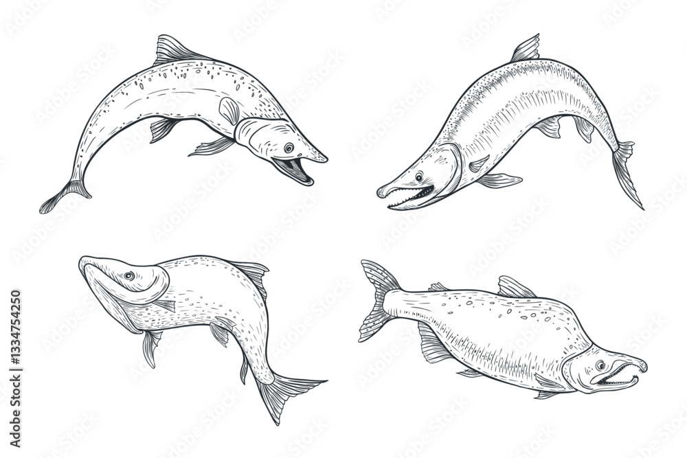 Trout black white vector illustration. Salmon monochrome sketch hand ...