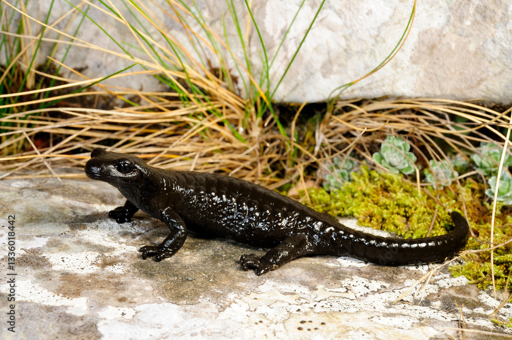 Alpine salamander // Alpensalamander (Salamandra atra prenjensis ...
