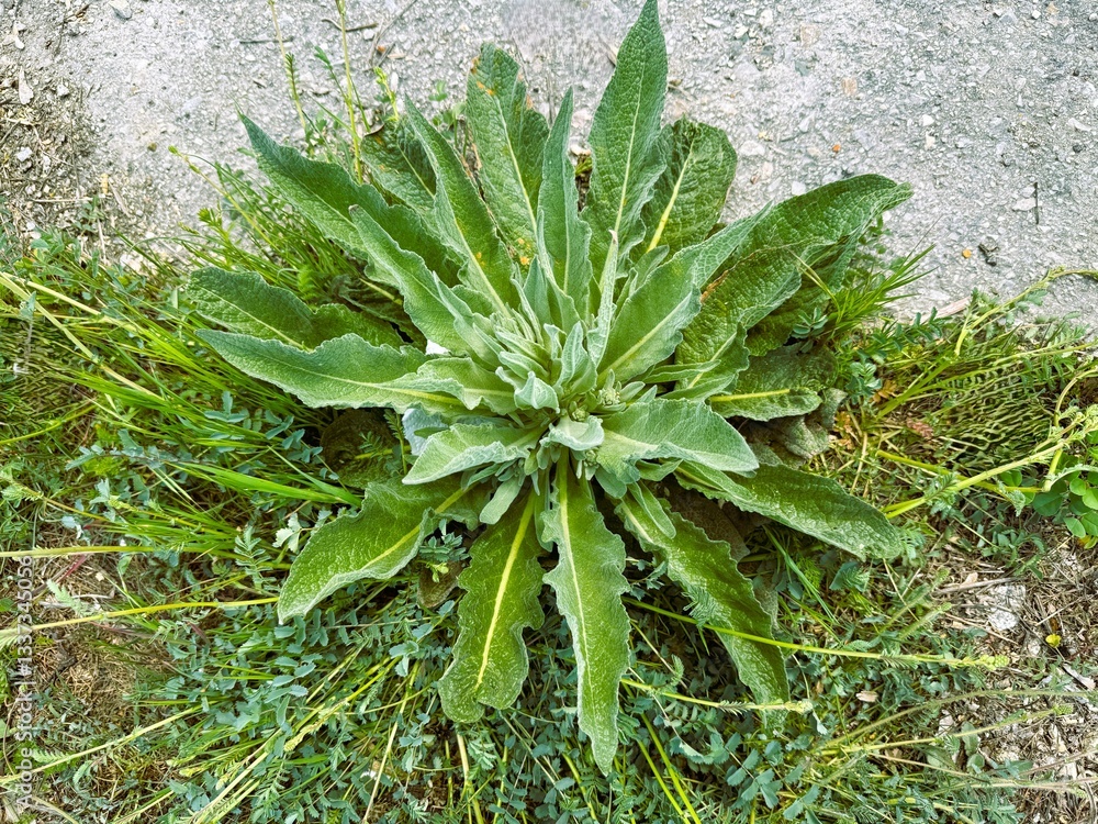 Hairy mullein plant. Latin name Verbascum thapsus. Close-up of fresh ...