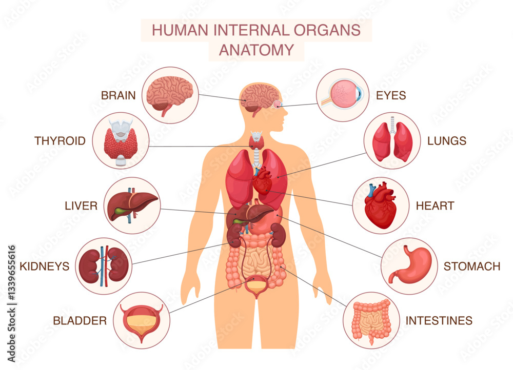 Vector de Stock Human body internal organs. Infographic poster with liver and kidneys, brain and ...