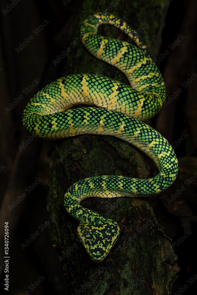 Wagler's Pit Viper (Tropidolaemus wagleri) is a species of venomous ...