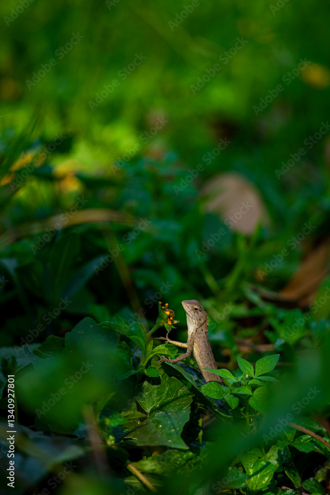 Monitor lizards, including the Komodo dragon. Chamaeleonidae ...