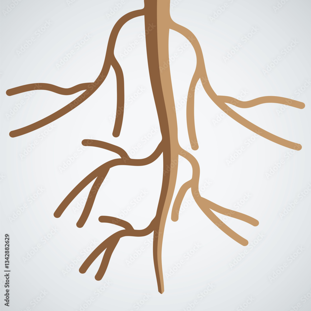 Illustration of Plant Taproot Structure Stock Vector | Adobe Stock