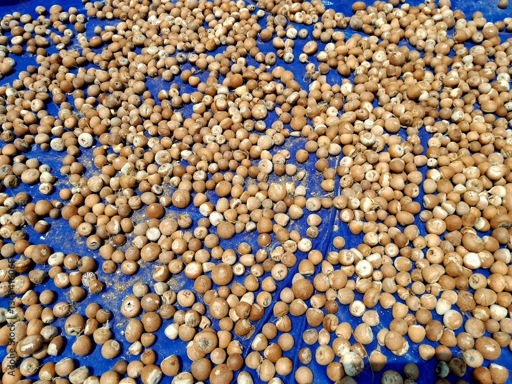 Fotografie Areca nut, also known as betel nut, is the fruit of the ...