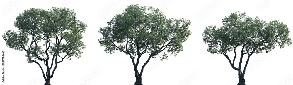 Set of Ficus microcarpa (Chinese banyan, small-fruited fig, Malayan ...