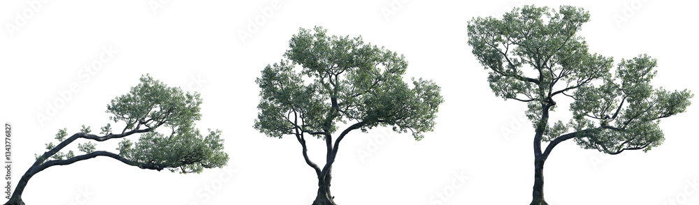 Stock-Foto „Set of Ficus microcarpa (Chinese banyan, small-fruited fig ...