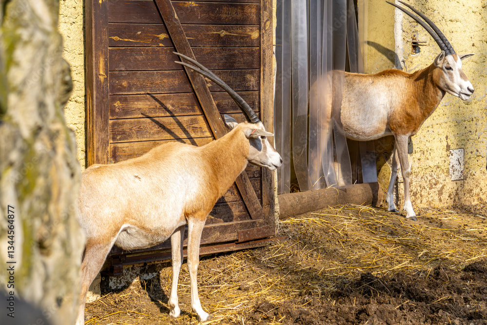 Scimitar-horned oryx (Oryx dammah) wild animals from the bovid family ...