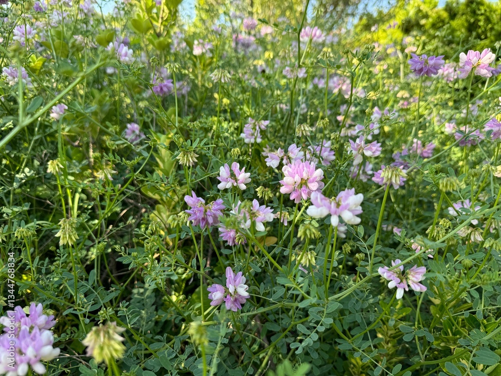 Beautiful, delicate white and pink flowers of crown vetch, Securigera ...