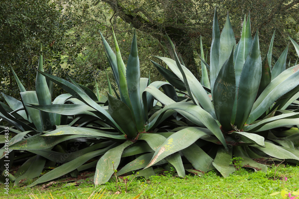 Large agave plants with thick, pointed leaves growing in a lush green ...